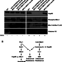 Hsp90 stabilizes the terminal MAPK Mkc1 in C. albicans.