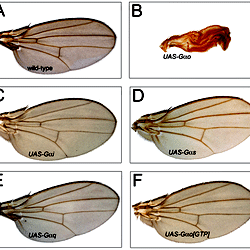 Overexpression of Gαo, but not other Gα-subunits, leads to the failure ...
