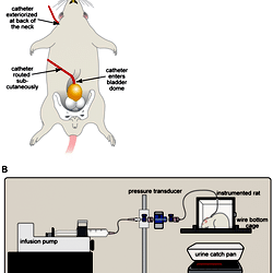 Cystometry Setup.