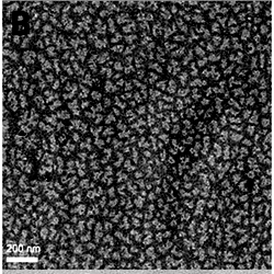 Visualization of aggregate and control samples under TEM.