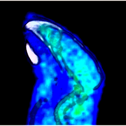PET/CT image of the mouse head.