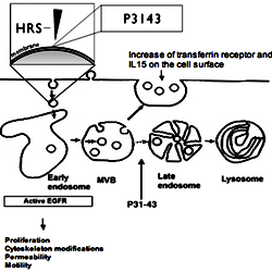 Overview of the effects of P31-43 on the endocytic pathway.