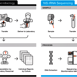 Sample collection and processing of clinical stool samples for ...