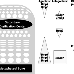 Model of BMP expression gradients in the articular and growth plate ...