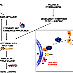Schematic diagram of the working hypothesis.