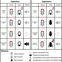 An schematic representation of the acoustic conditions employed in the ...