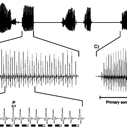 Sonogram of a D. buzzatii courtship song used in this work illustrating ...