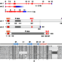 Organization of the human MBD5 and MBD6 genes and proteins.