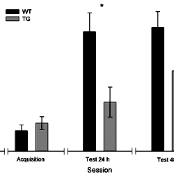 Passive avoidance task.