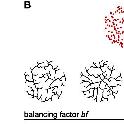 Generating neuronal branching structures using optimized graphs.