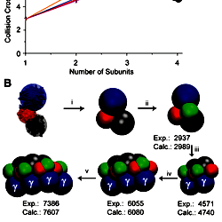Structural arrangement of the γ complex subunits generated by molecular ...