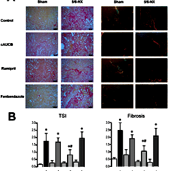 Histological tubulointerstitial changes.