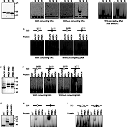 The MBD domain of MBD5 and MBD6 does not bind methylated DNA in vitro.