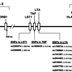 A schematic overview of the extended human leukocyte antigen (HLA ...