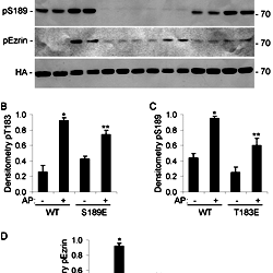 Role of T183 and S189 phosphorylation sites in the catalytic domain of SLK.