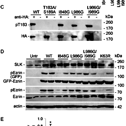Coiled-coil domain mutations reduce SLK activity.