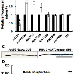 Some ATG genes are up-regulated in RNAi-AtTOR plants.