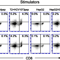 CD107a staining of HCV TCR 1073-transduced T cells.