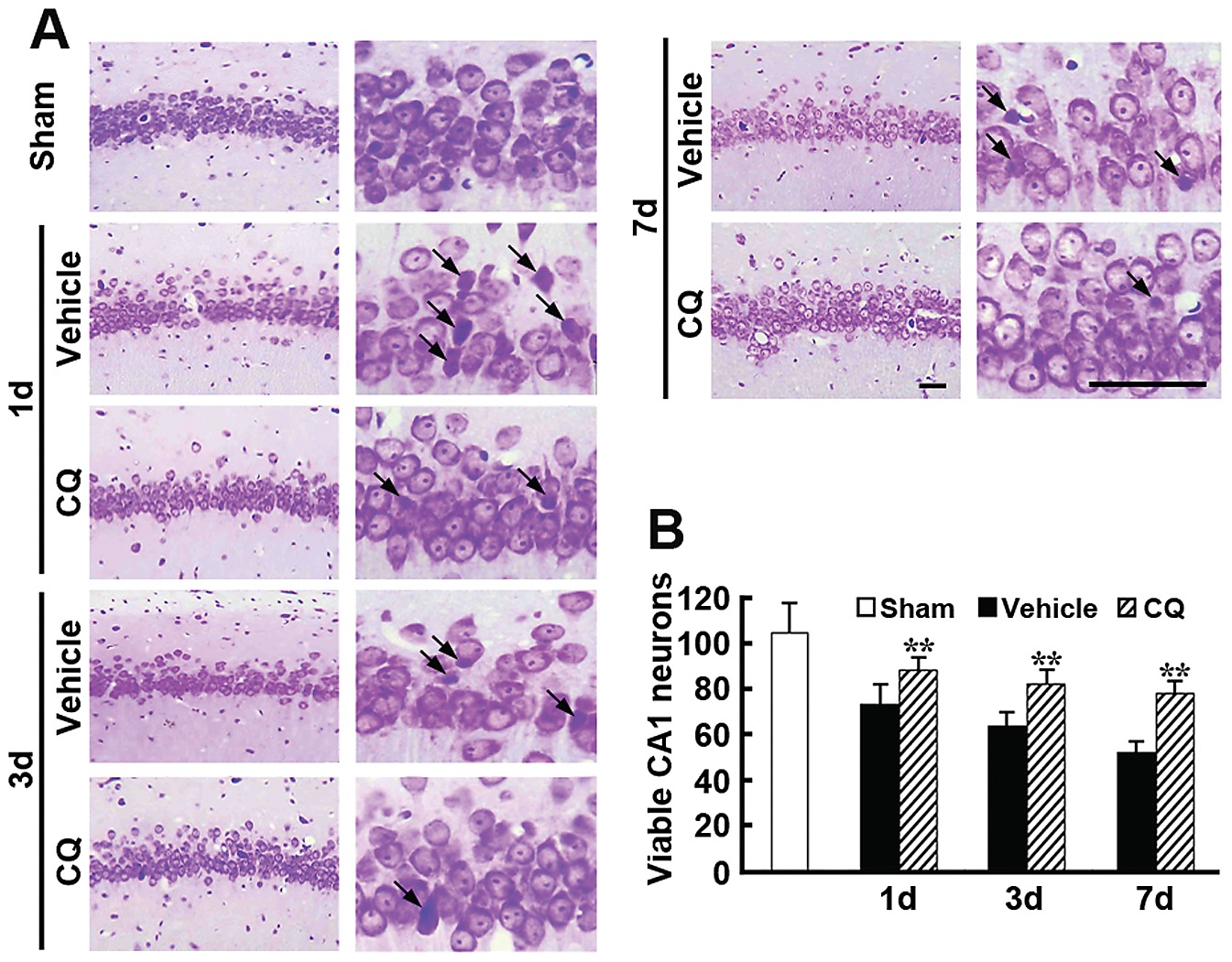 Nissl Stain Analysis A After Nissl Staining The Typical VitroView™