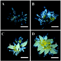 Ovary of B whitefly at different developmental stages after eclosion.
