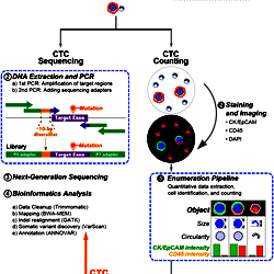 An overview of CTC enrichment, counting, an sequencing workflow.