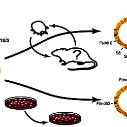 Overview of different paths of evolution.