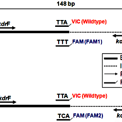 Schematic diagram showing the design of primers and probes of TaqMan ...