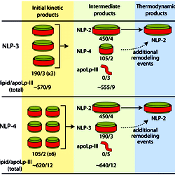Mechanism of NLP-3 and NLP-4 remodeling.