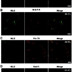 Colocalization of MLG with markers for recycling endosomes.