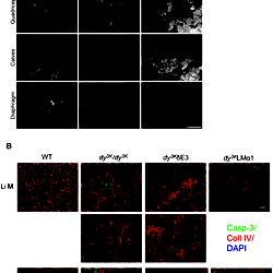 EBD staining of unexercised and exercised muscles and caspase-3 ...