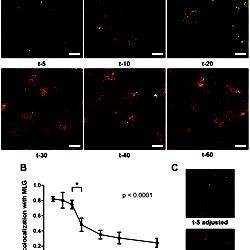Kinetics of RNP separation from MLG-endosomes.