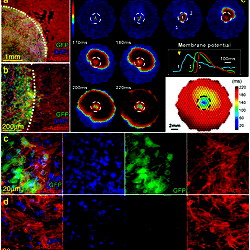 Structural and functional assessment of a NRVM monolayer with a central ...