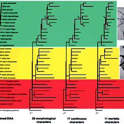 Comparison of branch lengths between the trees of combined DNA and ...