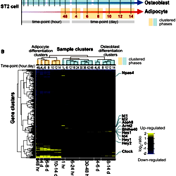 Transcription factor gene expression framework of differentiating ST2 ...