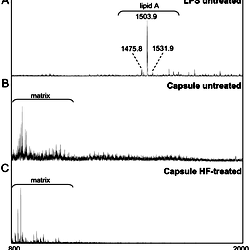 Figure 6 shows a negative-ion vMALDI-MS analyses of LPS (A) and capsule ...
