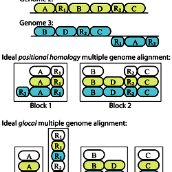 The difference between positional homology alignment and glocal alignment.