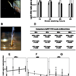 AIV capture from AIV-contaminated fresh water and concentration on ...