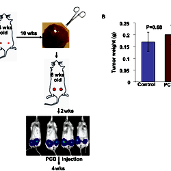 Role of PCBs in breast cancer progression and metastasis in the mouse ...