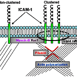Schematic overview of ICAM-1 dynamics.
