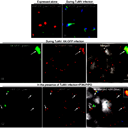 Association of TuMV CP with CI in TuMV-infected N. benthamiana leaf cells.