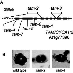 The tam mutations.