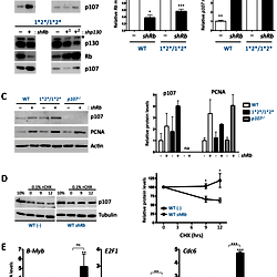 p107 levels increase in quiescent MEFs in the absence of Rb through ...