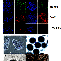 Differentiation of human induced-pluripotent stem cells (iPSCs) into ...