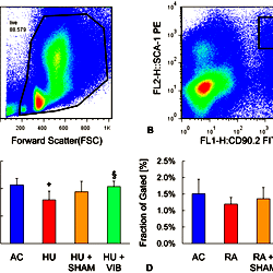 Flow cytometry of bone marrow cells.