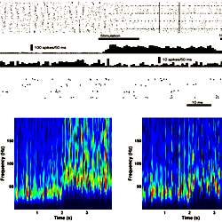 Spike raster showing bistability.