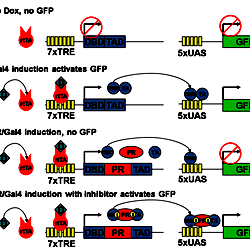 Assay overview.