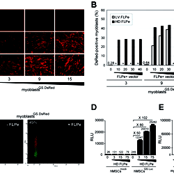 Functional testing of the lentivirus vectors LV.GS.DsRed and LV.GS.Luc.