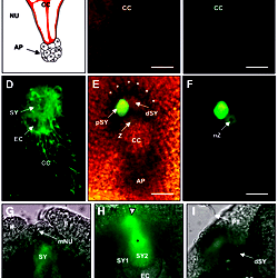ZmES4 is predominately localized to the secretory zone of the mature ...
