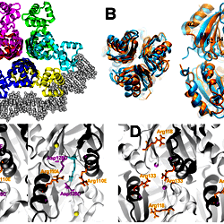 Structural features of ArgR.