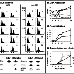 The ime2-3SA mutation resulted in premature entry into premeiotic DNA ...